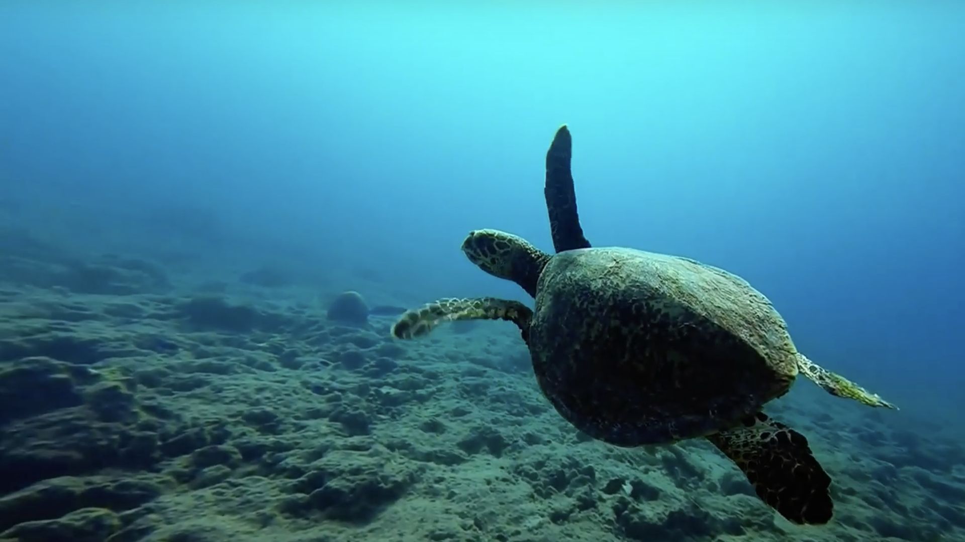 Turtle Ballet, Friendly Dragon and unlikely Friends • iDiveYou